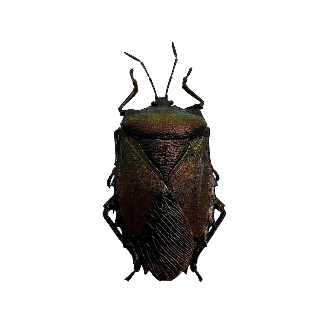 Iridescent Shield Bug (serrocarpona Celebensis) Entomology Specimen ...