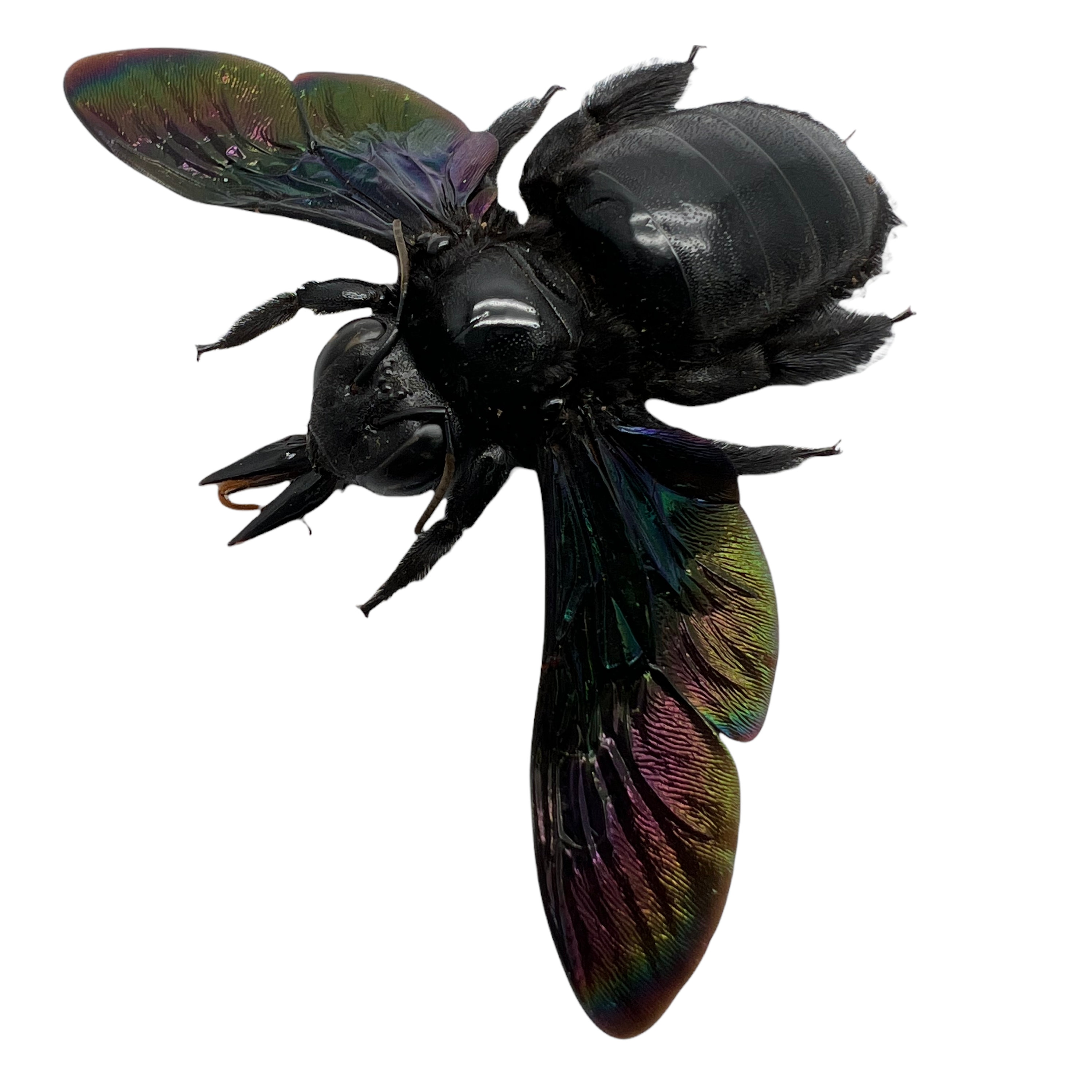 Giant Black Bee