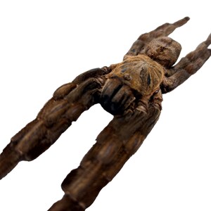 Chinese Earth Tiger / Bird SPIDER (cyriopagopus Schmidti) Unmounted ...