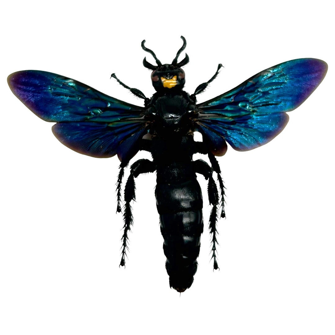 Giant Iridescent Hornet Male (megascolia Velutina Duclais) Insects ...