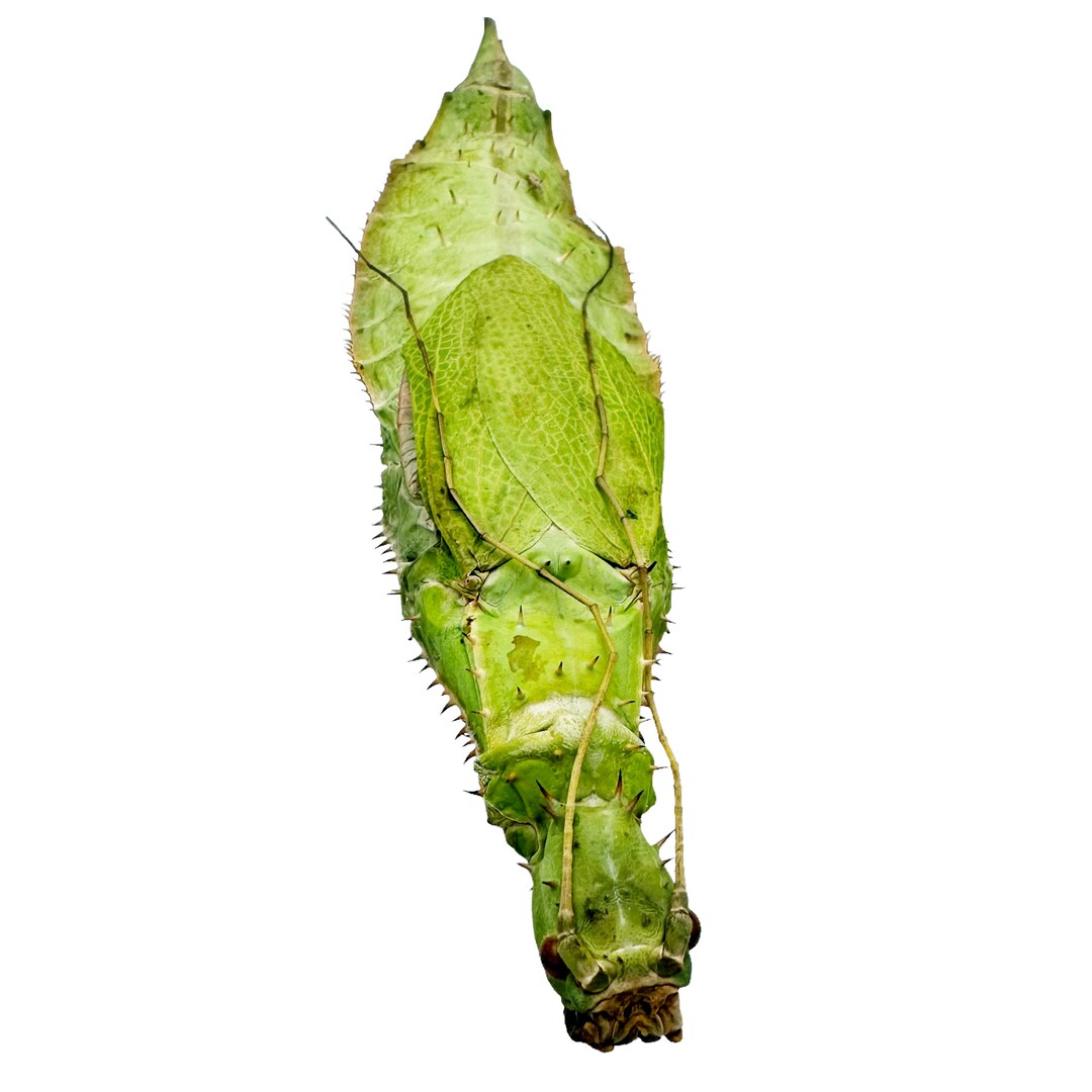 Malaysian Jungle Nymph Heteropteryx Dilatata F Stick Insect Taxidermy ...