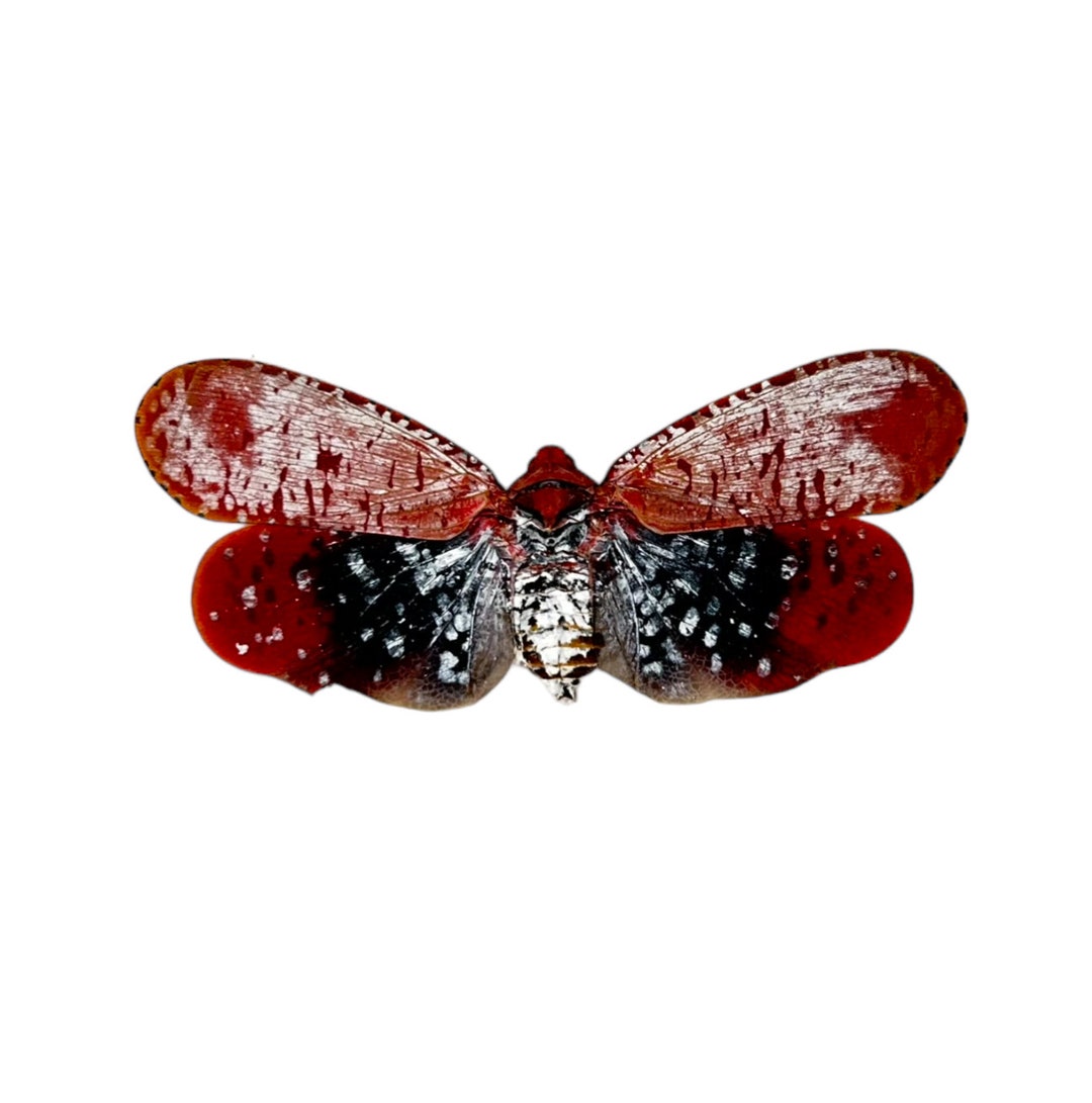 Red Spotted Lantern Fly aphaena Submaculata Bug Insect Specimen ...