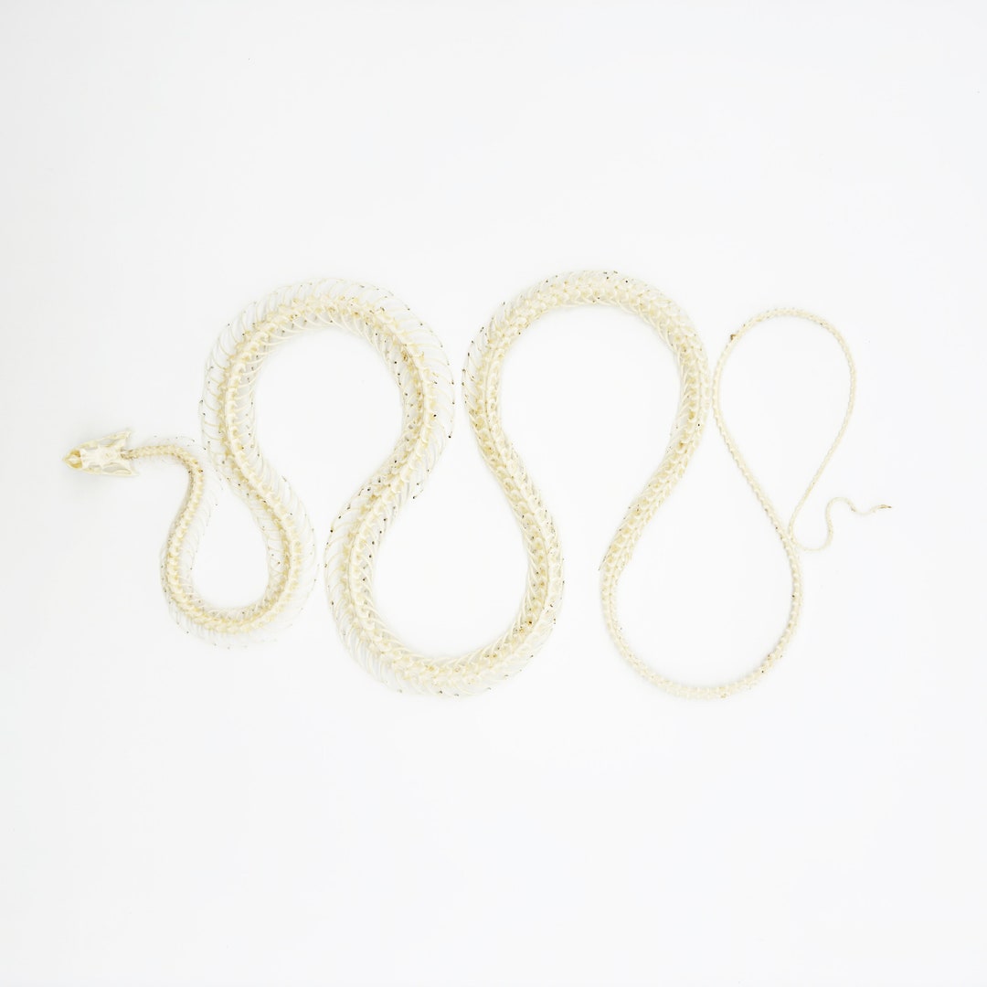 Chinese Rat Snake Curved Skeleton ptyas Korros Osteological Specimen ...