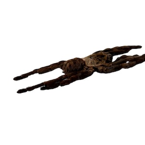 Chinese Earth Tiger / Bird SPIDER (cyriopagopus Schmidti) Unmounted ...