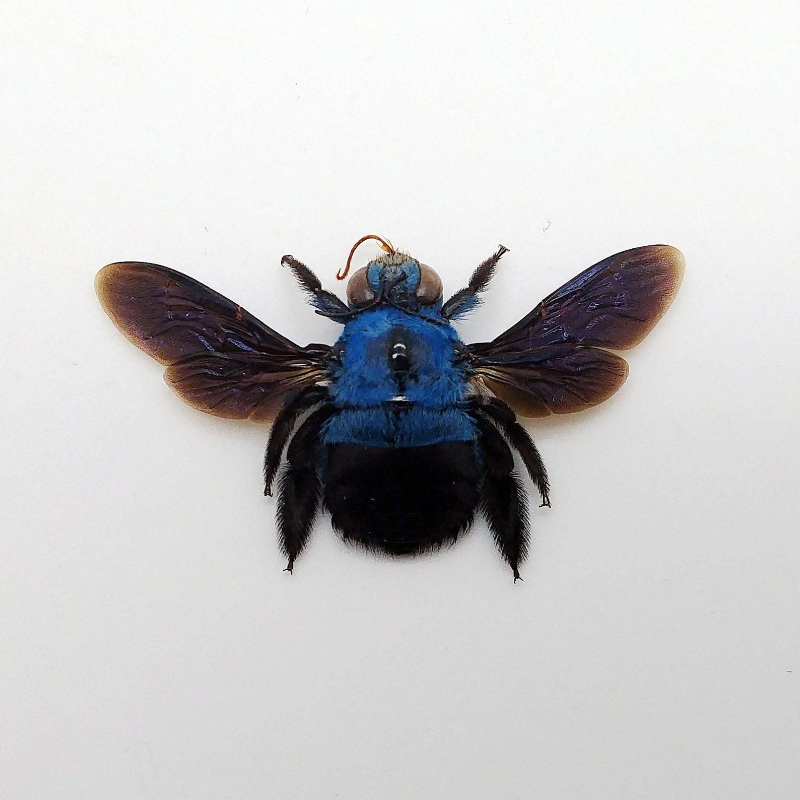 The Blue Carpenter Bee Xylocopa caerulea Insect Specimen | Etsy