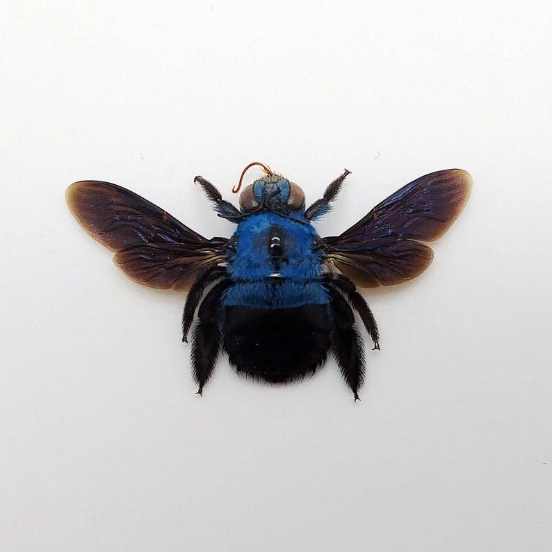The Blue Carpenter Bee Xylocopa Caerulea Insect Specimen | Etsy UK