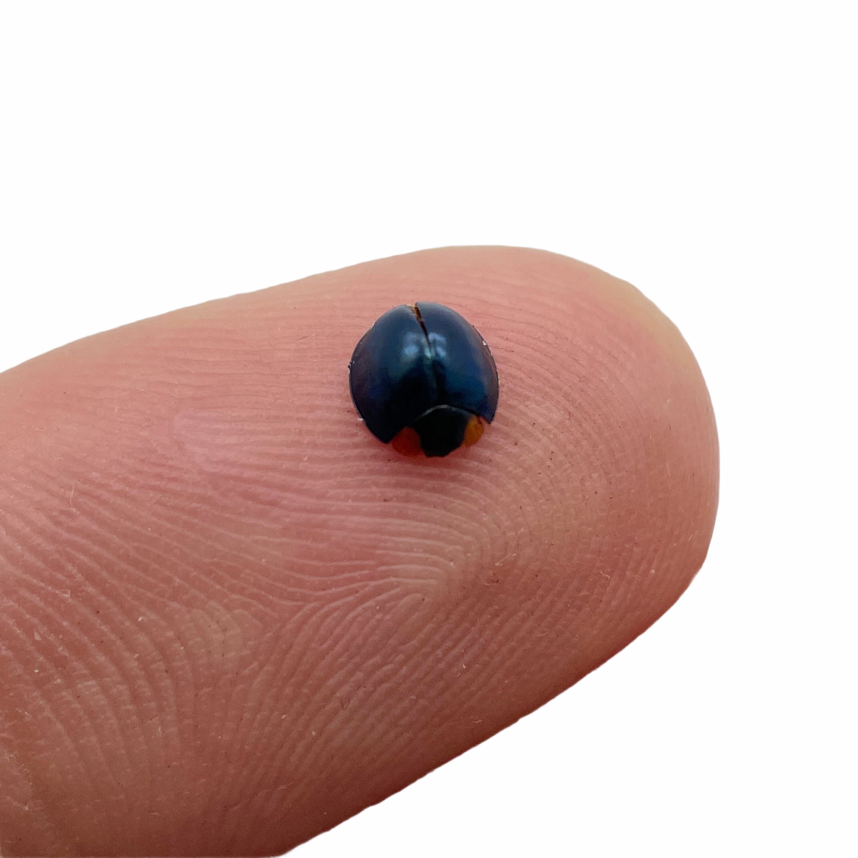 Steelblue Ladybird Bug halmus Chalybeus Insects Specimen - Etsy