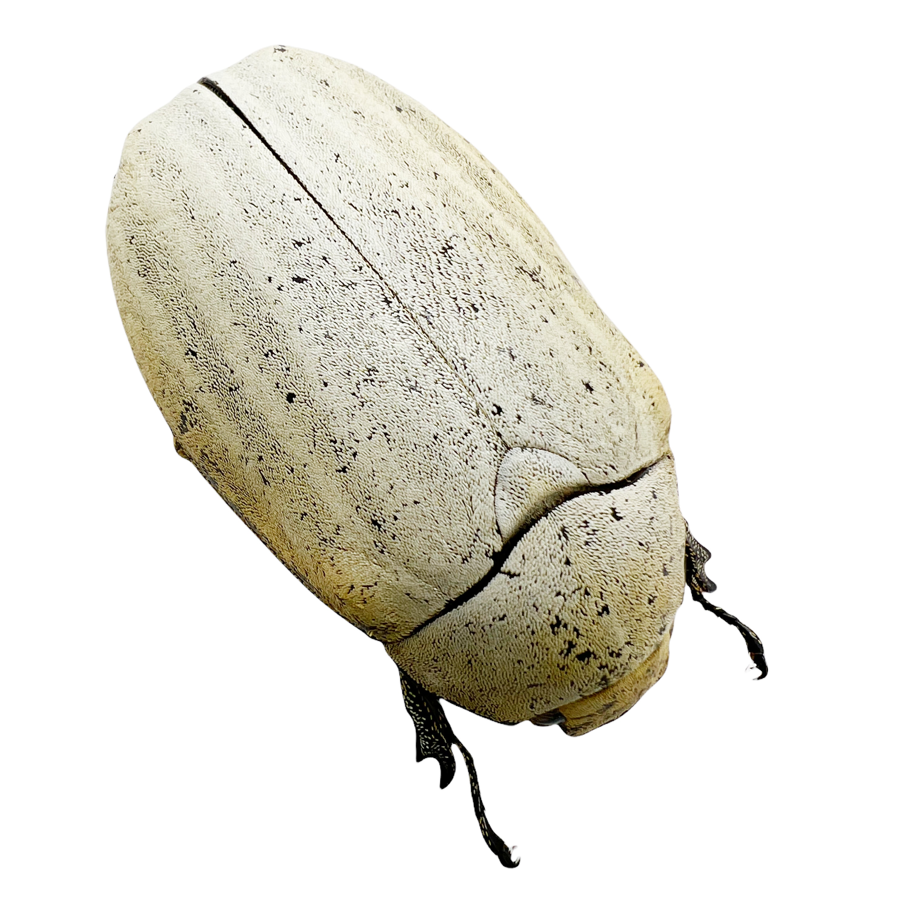 Sugarcane White Grub lepidiota Stigma Insect Specimen - Etsy