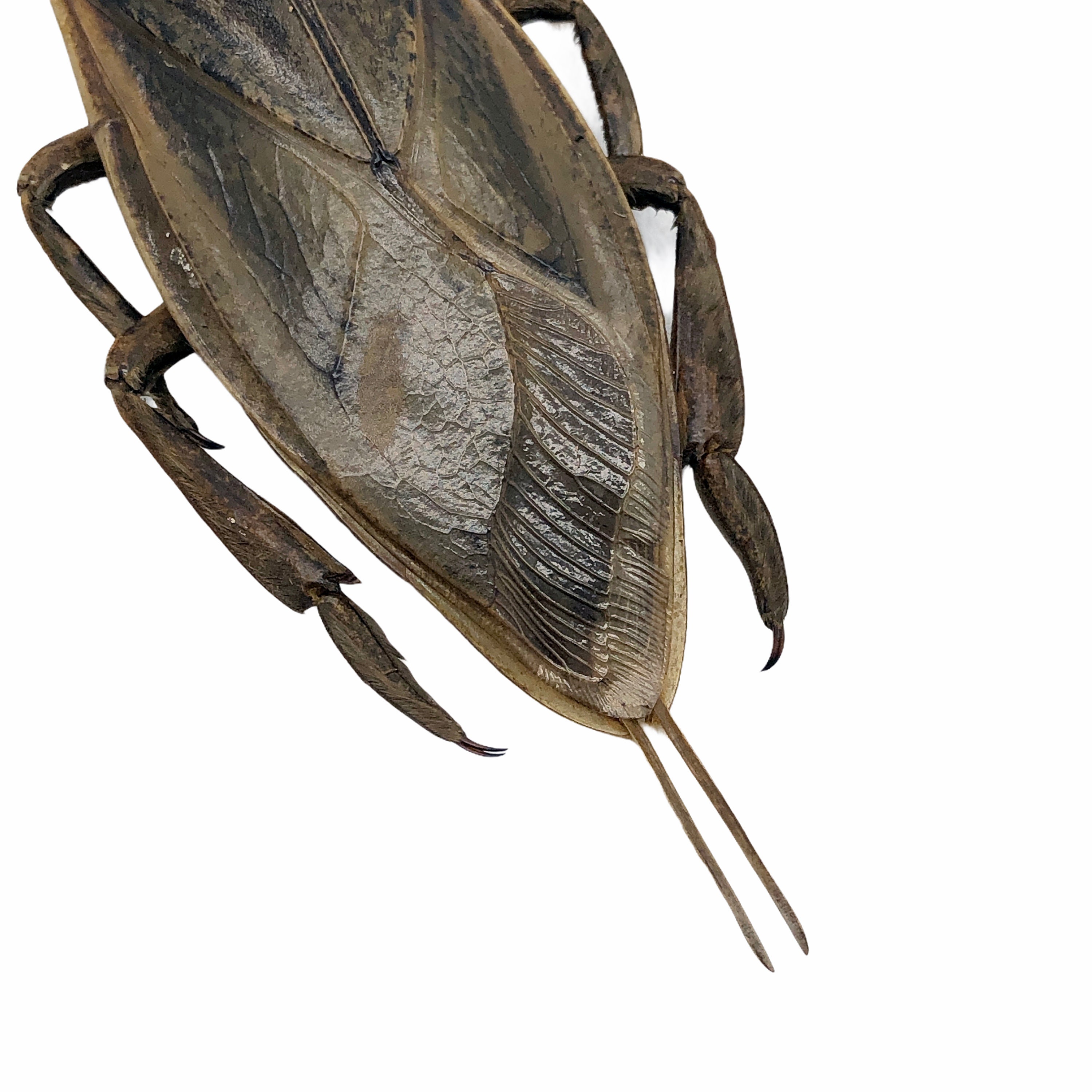 Giant Water Bug (lethocerus Indicus) Insects Specimen Oddities ...