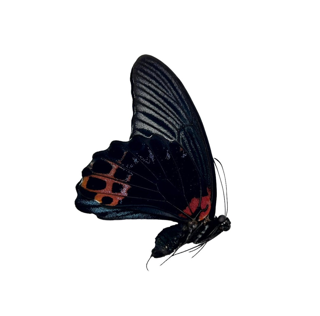 The Great Mormon Butterfly (papilio Memnon) MALE, Insect Collector ...