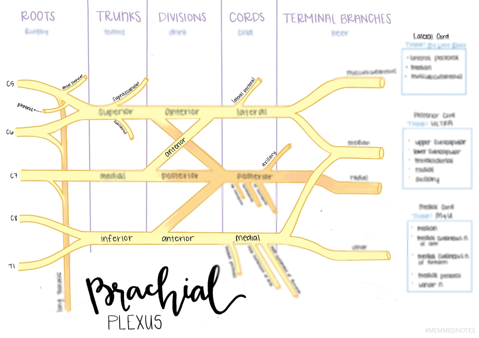 Brachial Plexus Study Sheet - Etsy
