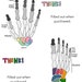 Bones of the Hands and Feet Study Sheet - Etsy UK
