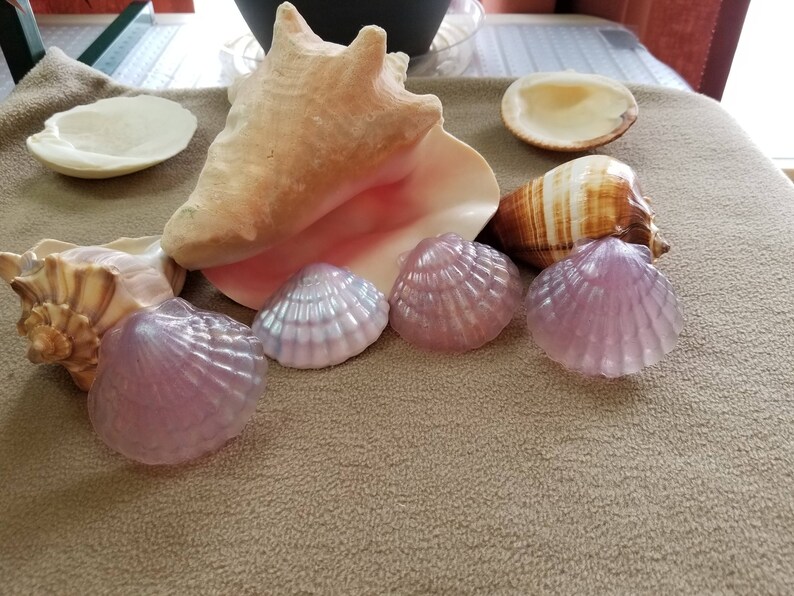 Soap - Sea Shell Soap - Set of Four Scallop Shell Soaps - Etsy
