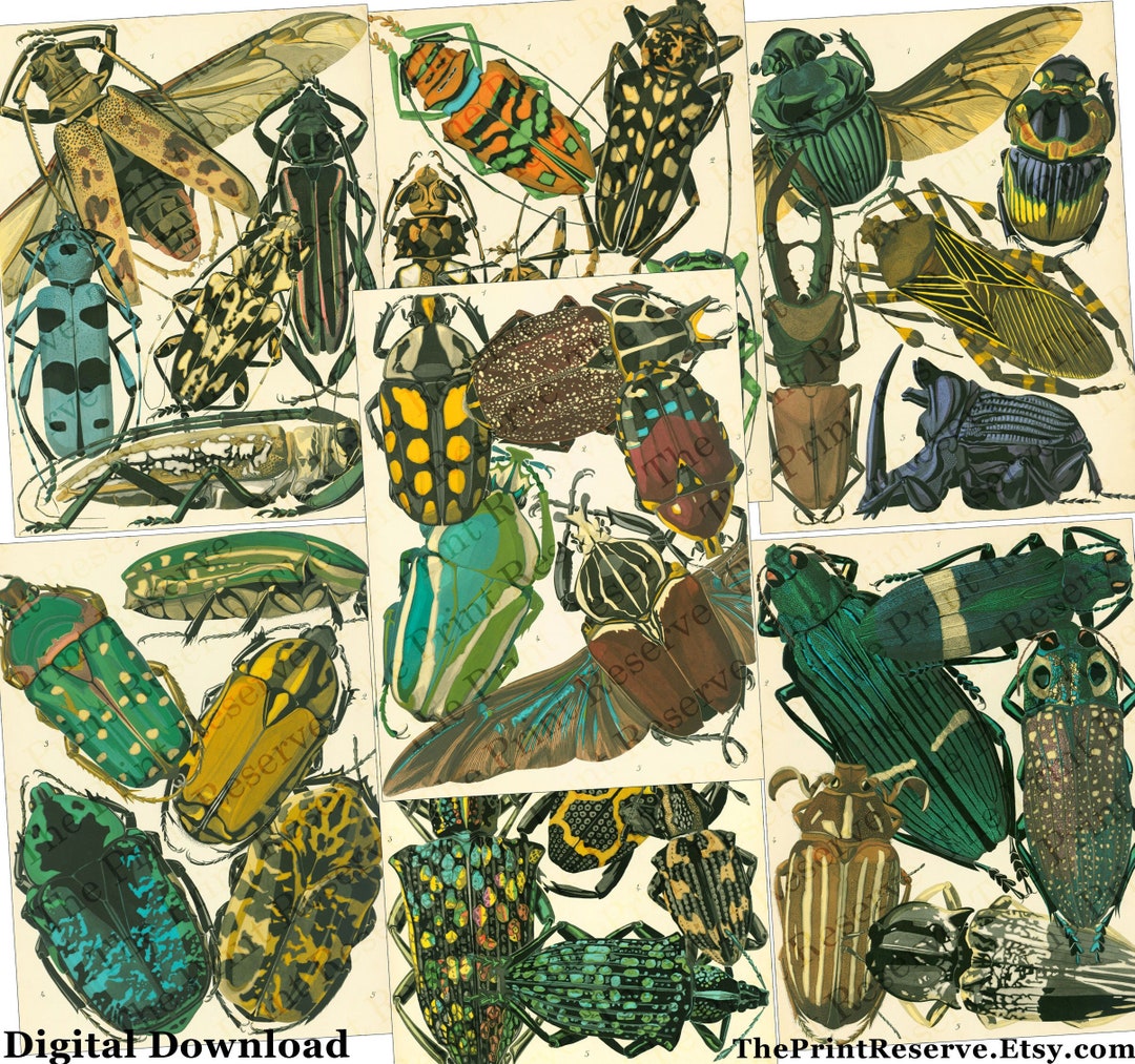 Printable Beetle Art Digital Download Scrapbook Paper Item #148 - Etsy