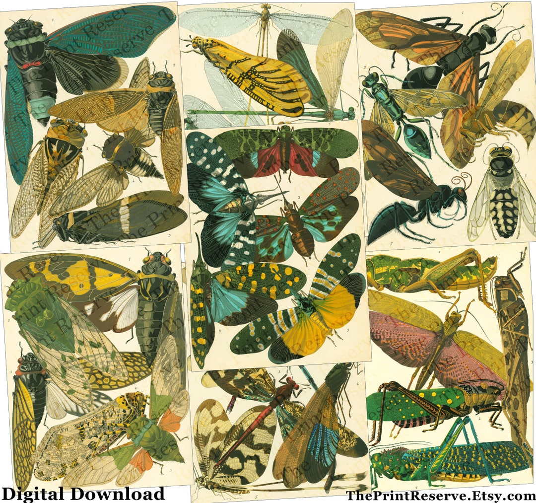 Printable Insect Art Digital Download Scrapbook Paper #149 - Etsy