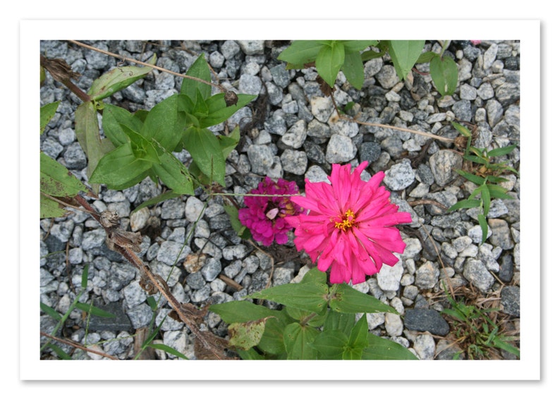Perseverance, Vibrant Little Pink Flowers, Instant Digital Download ...