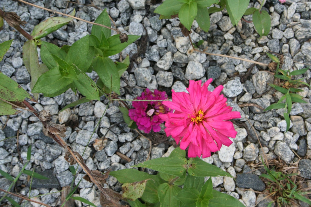 Perseverance, Vibrant Little Pink Flowers, Instant Digital Download ...