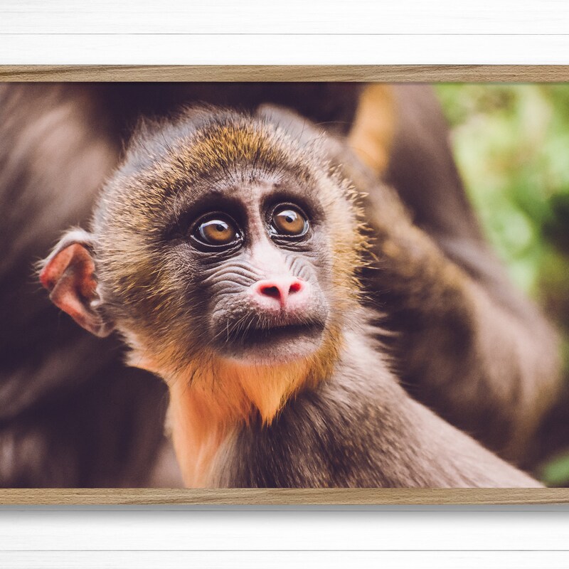 Monkey Picture Frame - Etsy