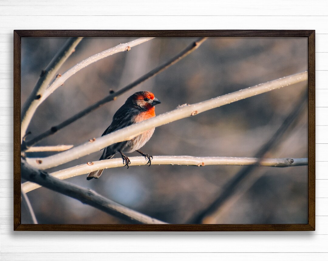 Bird Branch Wall Art | Framed or Wrapped Canvas Print Wall Decor ...