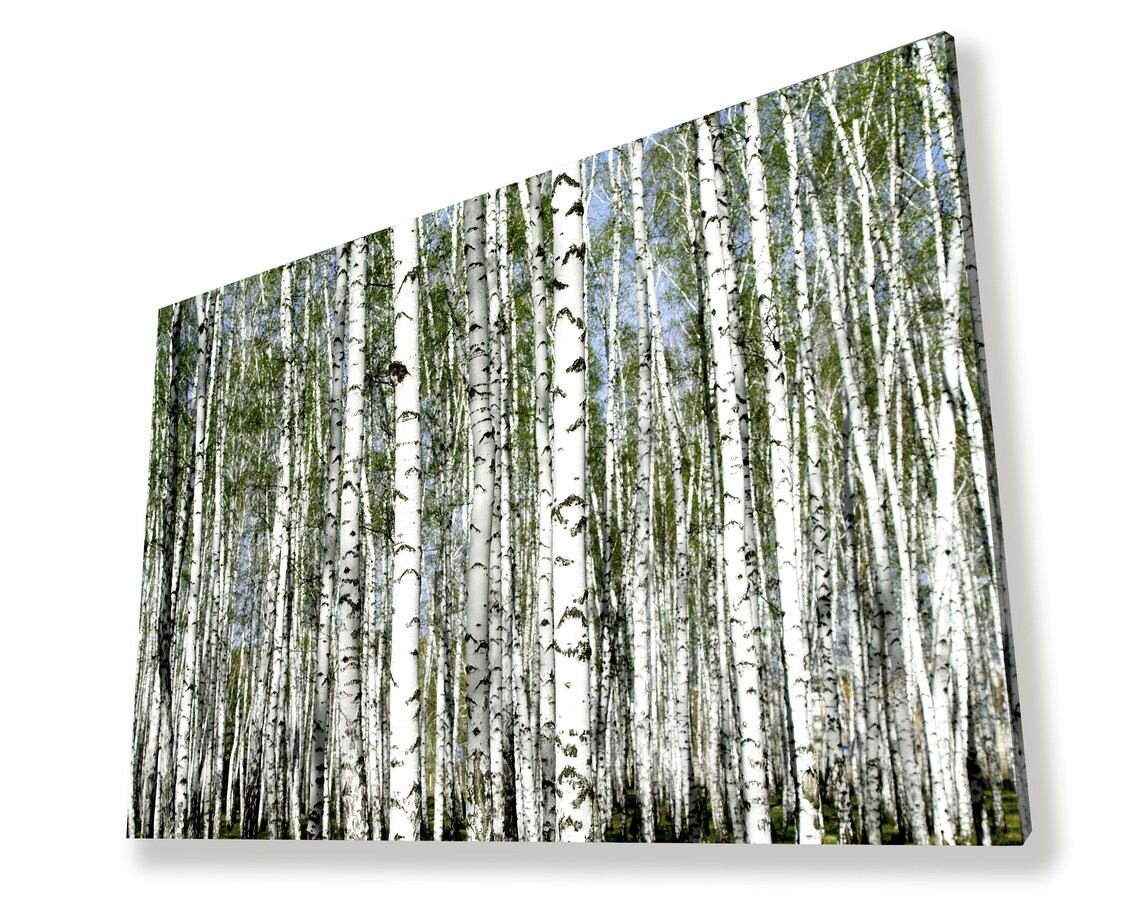 Birch Tree Wall Art Canvas Wrapped Frame Home Wall Decor | Etsy