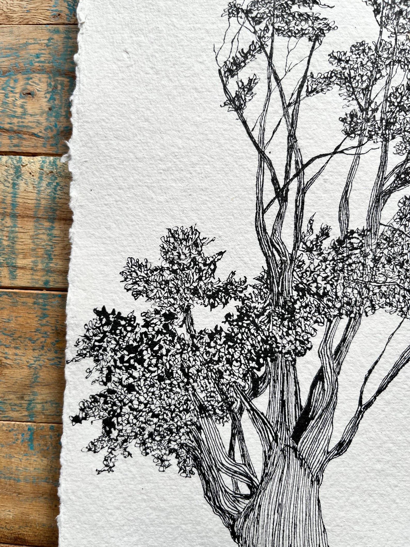 Hand-drawn Tree Illustration: Fine Line Ink Drawing on Textured Paper ...