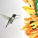 Hummingbird and Sunflower Fine Art Print: Garden Wall Art - Etsy
