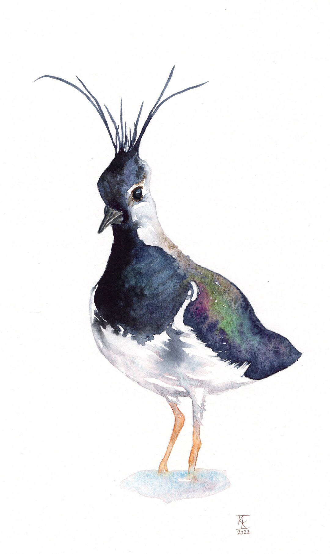 Northern Lapwing - Fine Art Print - National Bird of Ireland Watercolor ...