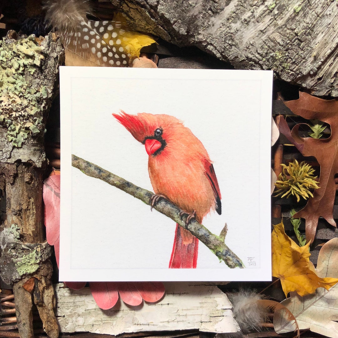 Female Cardinal - Fine Art Print - Etsy