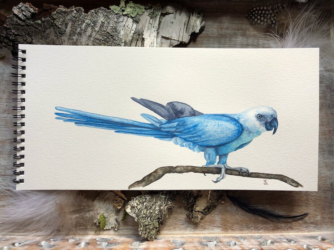 Azure Beauty: the Spix's Macaw - Original Watercolor - Blue Parrot ...