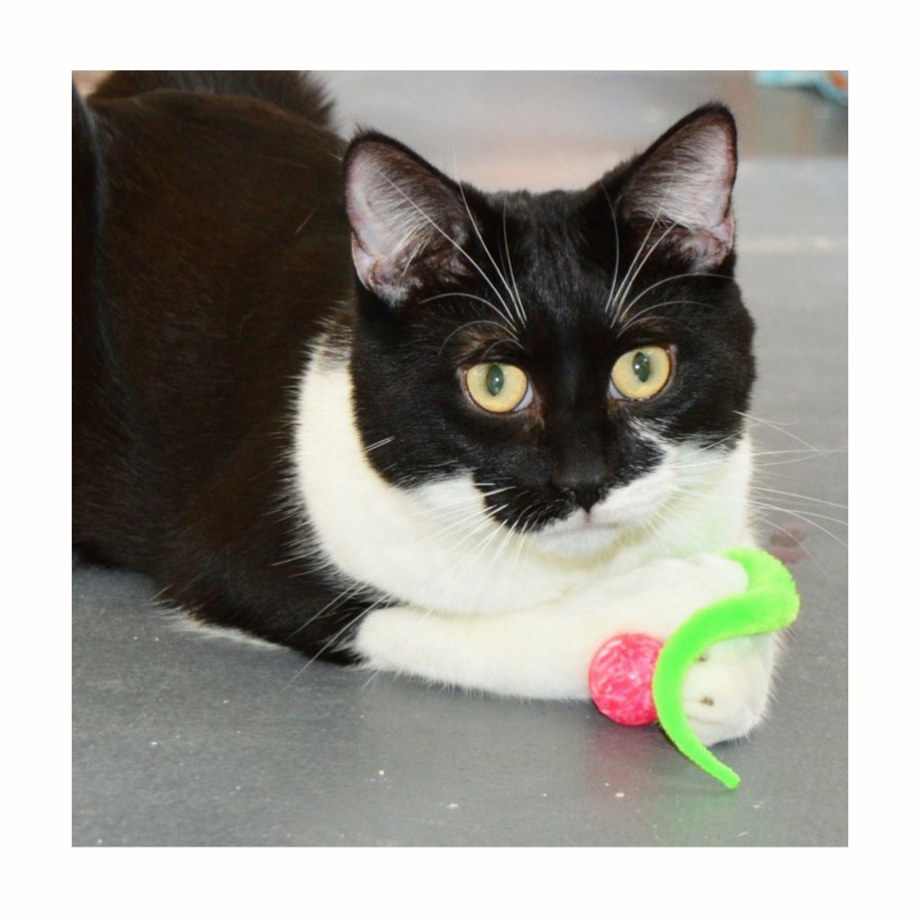 Super Bouncy Wiggly Ball Cat Toy With Wiggly Tail Fun Cat - Etsy