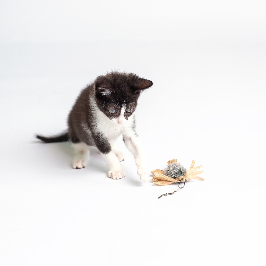 Wiggly Wand Cat Toy – Buzzer Bee, Retractable, Eco-friendly - Etsy