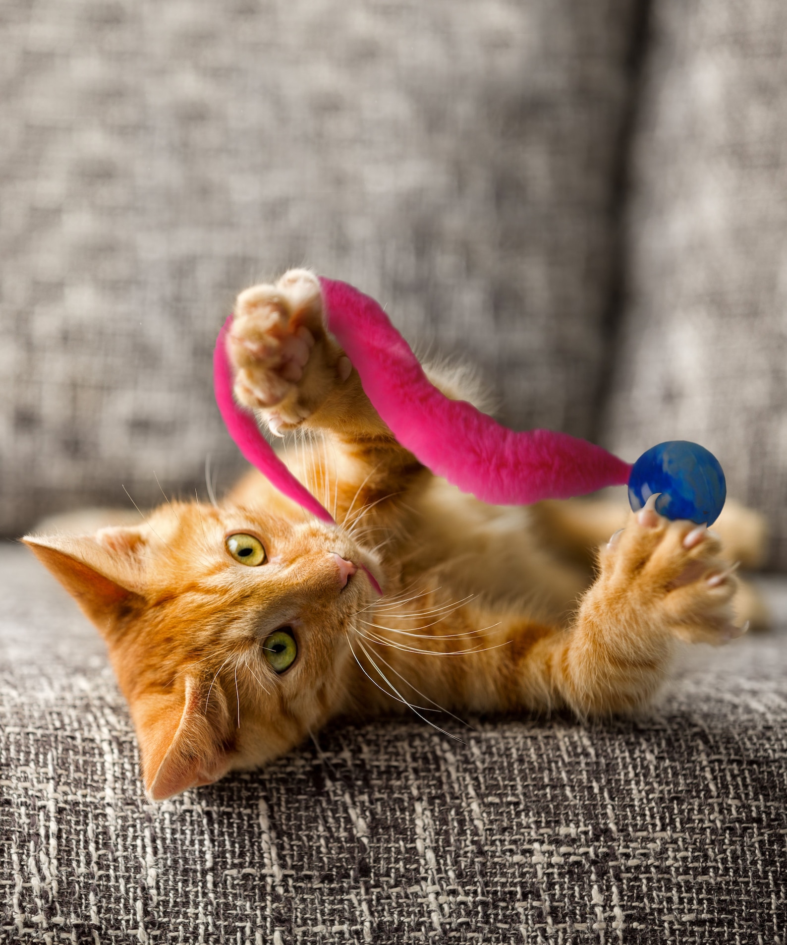 Super Bouncy Wiggly Ball Cat Toy With Wiggly Tail, Fun Cat Toy Ball ...