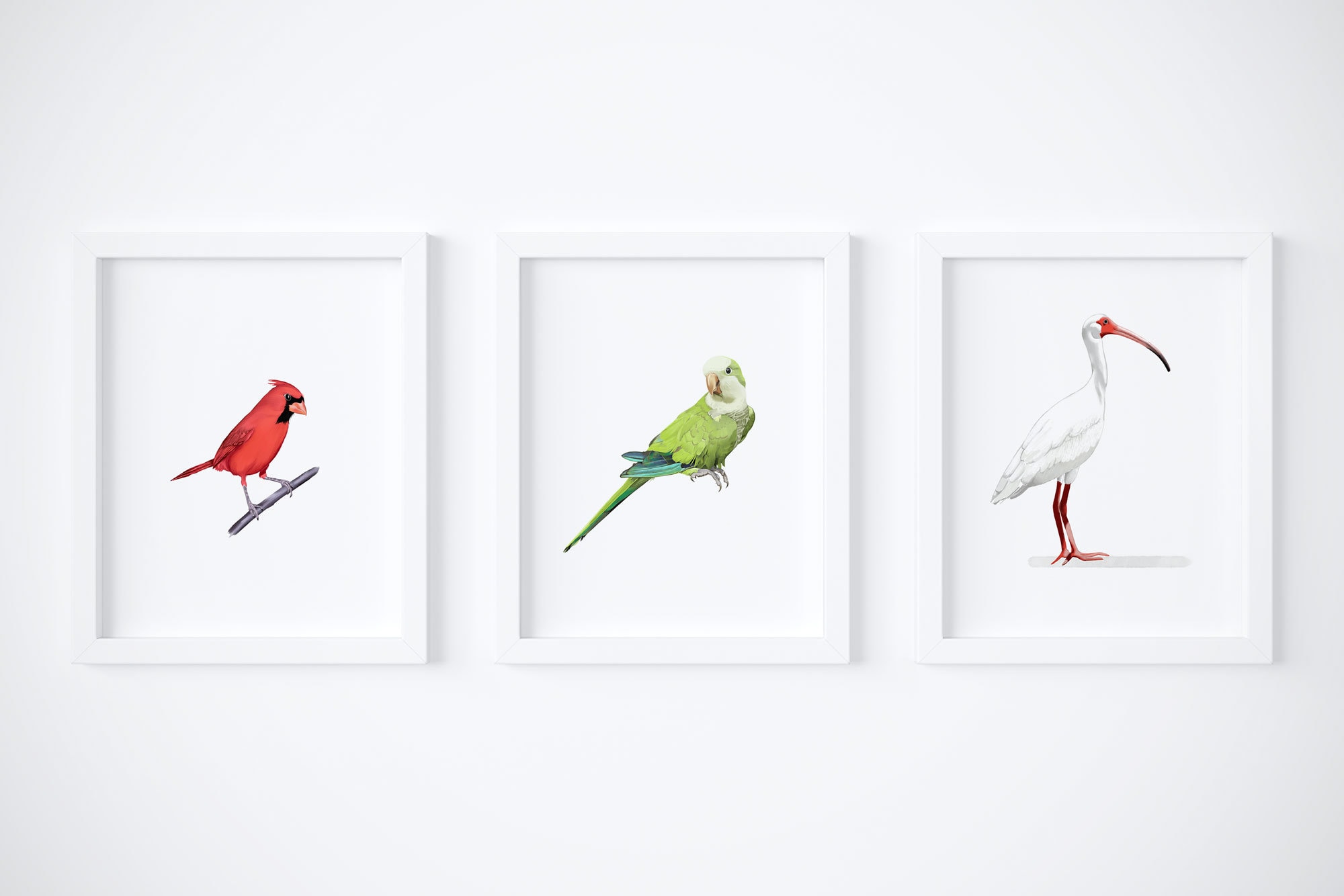Quaker Parrot Nursery Art Printable, Digital Download - Etsy
