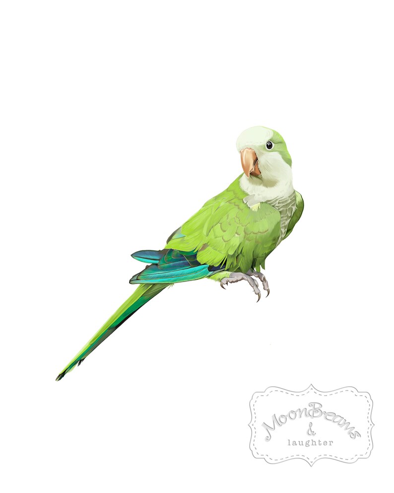 Quaker Parrot Nursery Art Printable, Digital Download - Etsy