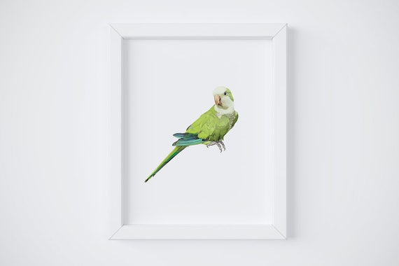 Quaker Parrot Nursery Art Printable Digital Download - Etsy