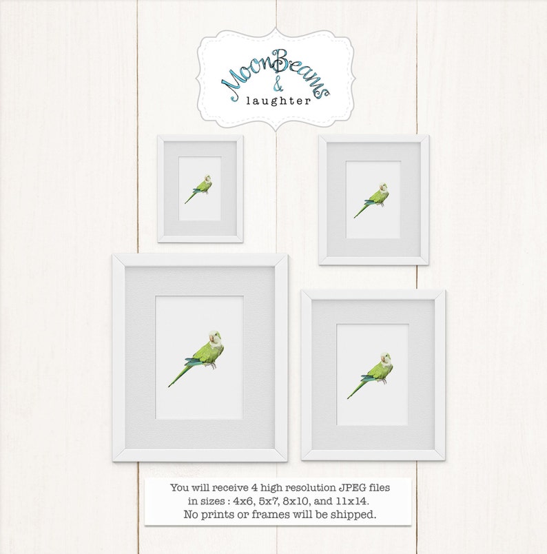 Quaker Parrot Nursery Art Printable, Digital Download - Etsy