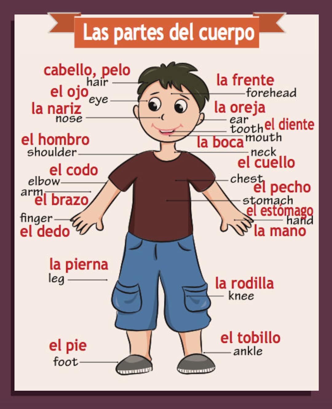 Human Body Diagram For Kids Spanish