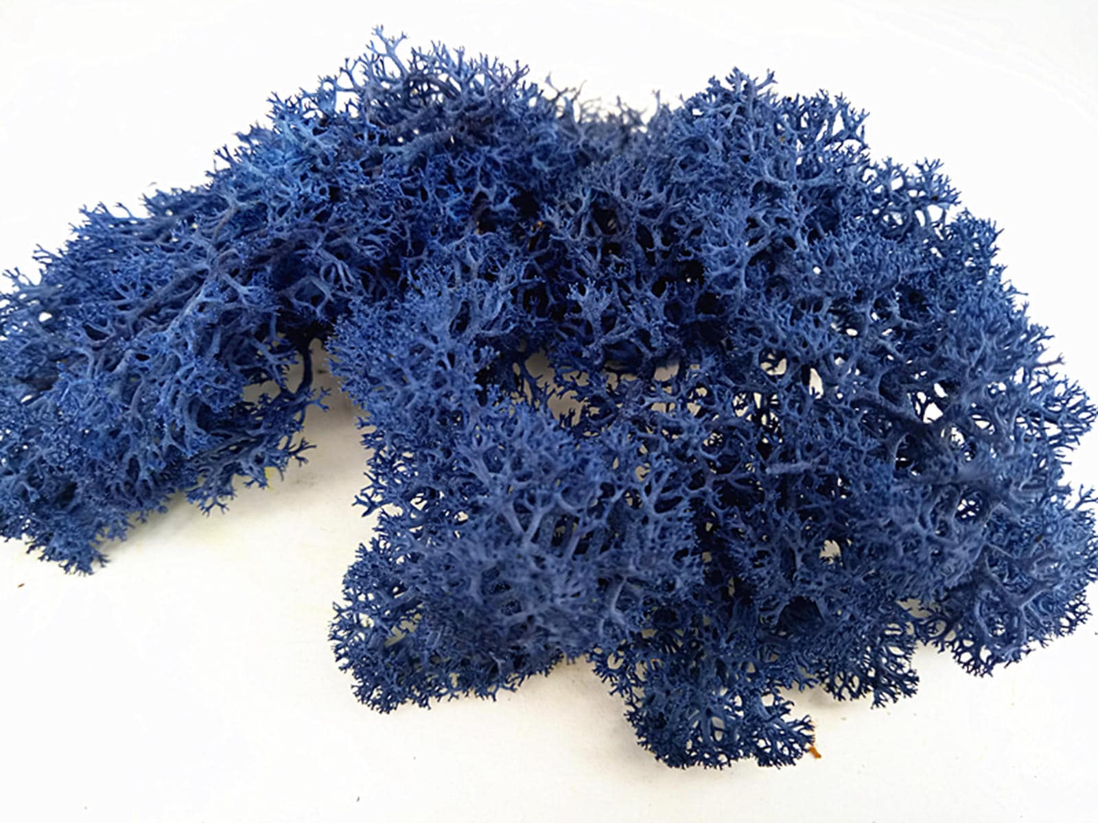 Reindeer Moss Royal Blue Moss Preserved Moss Navy Blue Dried | Etsy