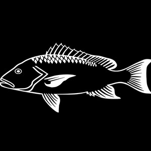 Red Snapper Vinyl Decal - Etsy