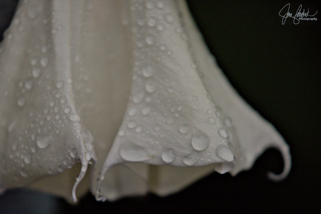 Moonflower Print Photo Print Unique Wall Art for the Flower/nature ...