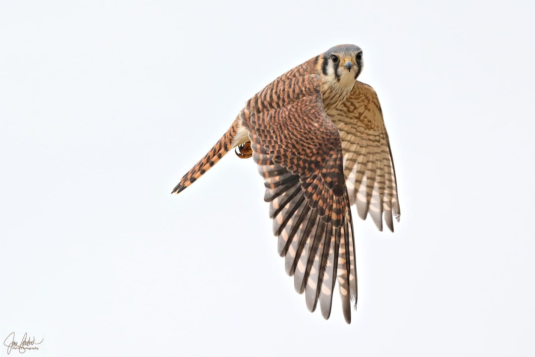 American Kestrel Photo Print Unique Wall Art for the Bird/nature Lover ...