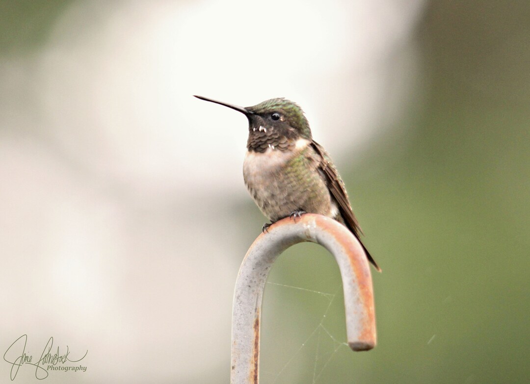 Hummingbird Sitting Photo Print Unique Wall Art for the Bird/nature ...