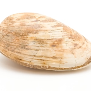 Clam Shell Fossil, Jurassic Period 145-201 MYA, Madagascar 55 natural ...