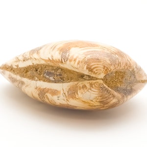 Clam Shell Fossil, Jurassic Period 145-201 MYA, Madagascar 55 natural ...