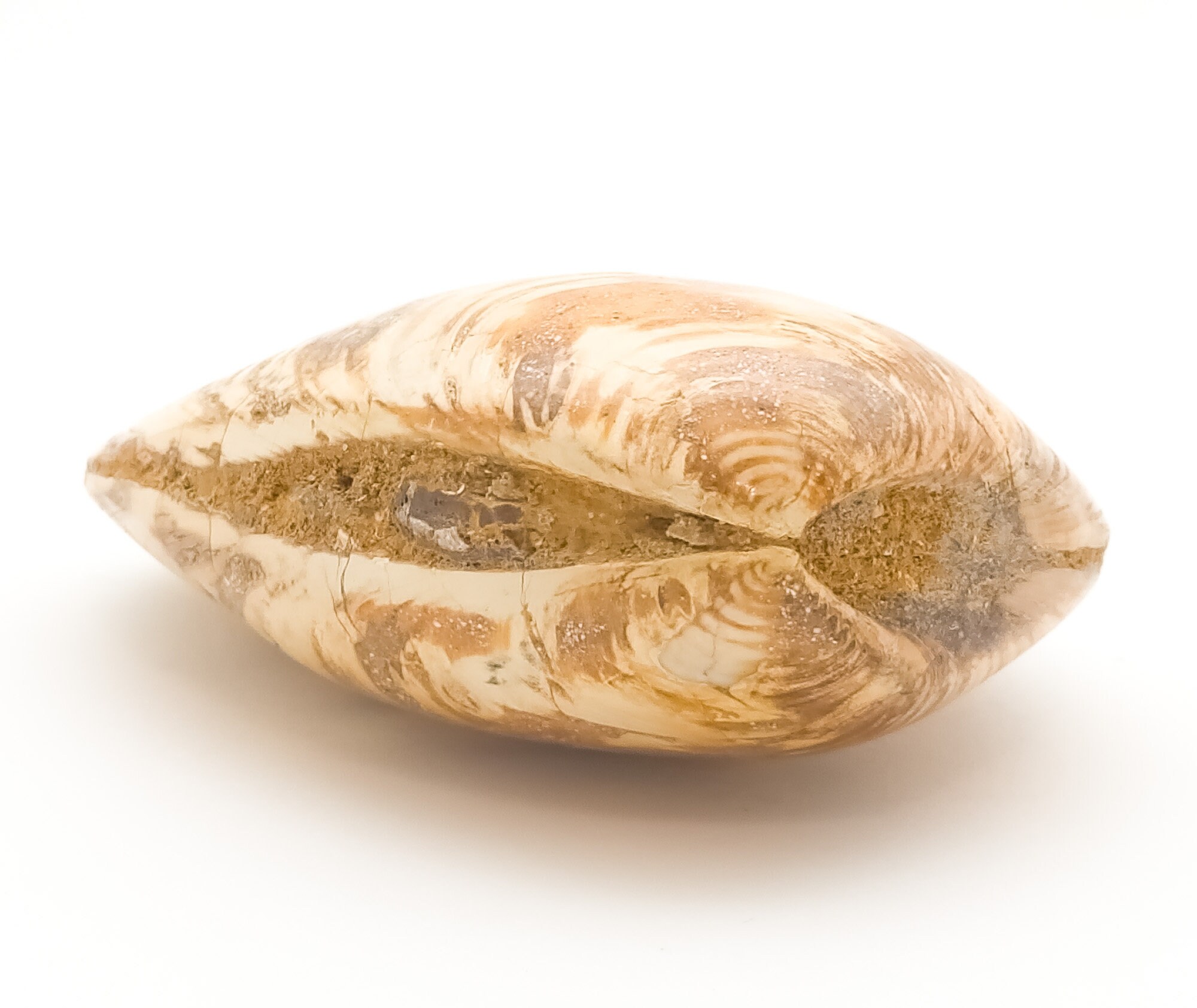 Clam Shell Fossil Jurassic Period 145-201 MYA Madagascar - Etsy