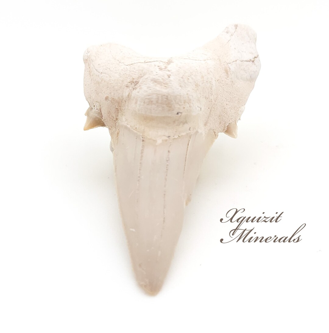 Mackerel Shark Tooth, Otodus Obliquus, Khouribga, Morocco 36 - Etsy