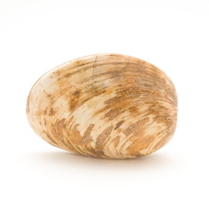 Clam Shell Fossil, Jurassic Period 145-201 MYA, Madagascar 55 natural ...