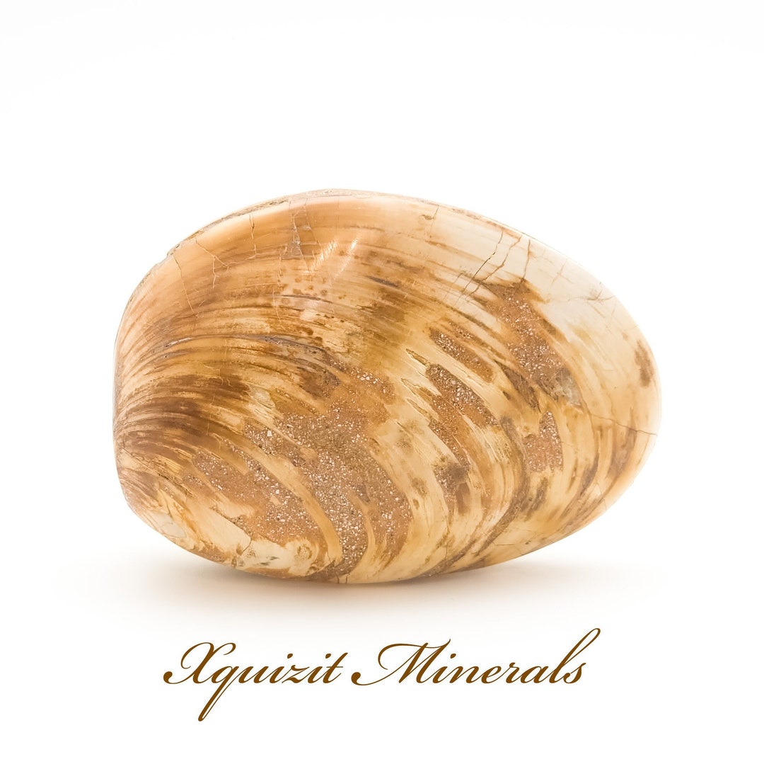 Clam Shell Fossil, Jurassic Period 145-201 MYA, Madagascar 55 natural ...