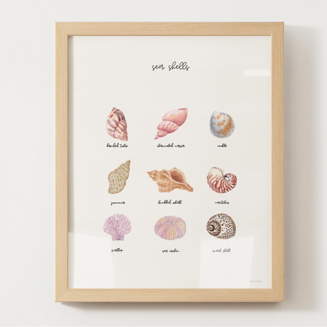 Printable Seashells Basics Guide - Digital Wall Art - Beach Vibe ...