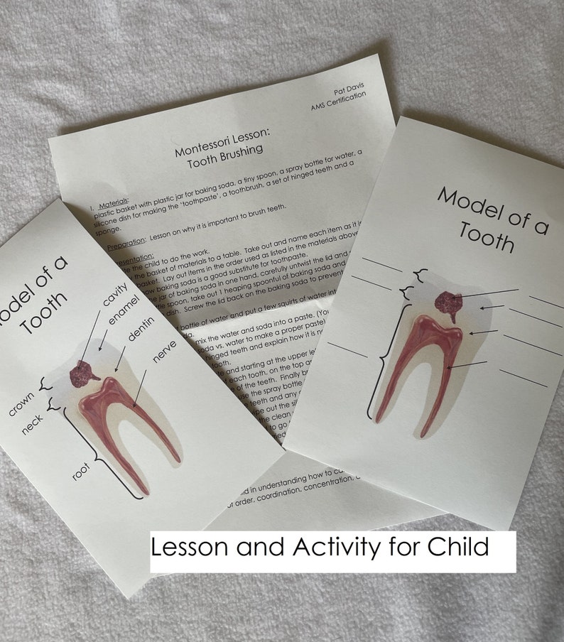 Tooth Brushing - Montessori Practical Life - ALL MATERIALS INCLUDED ...
